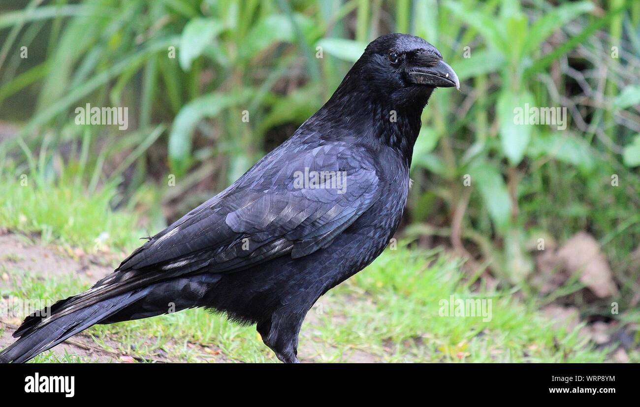 Raven in focus hi-res stock photography and images - Alamy