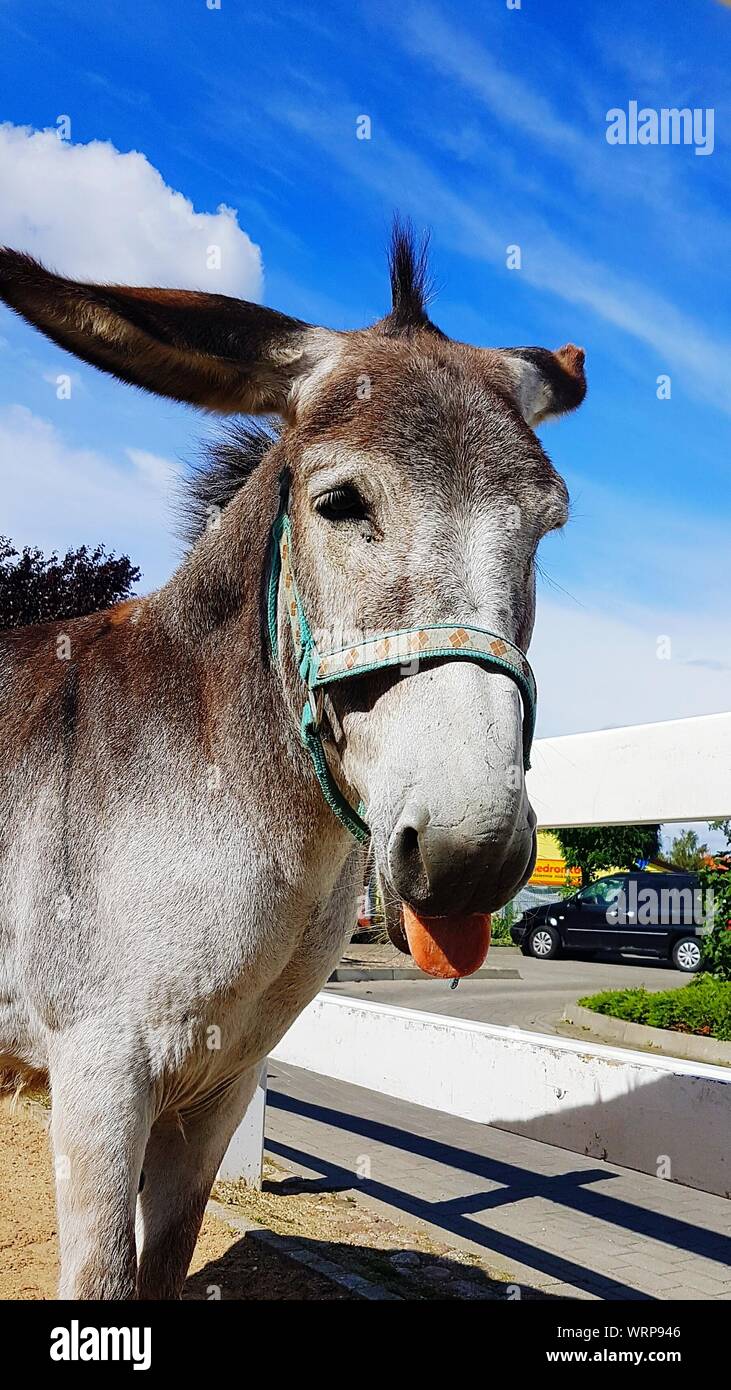 Eating donkey hi-res stock photography and images - Alamy