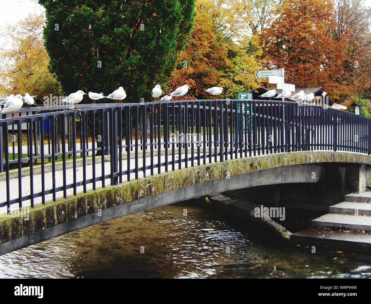 Group of birds on bridge hi-res stock photography and images - Alamy