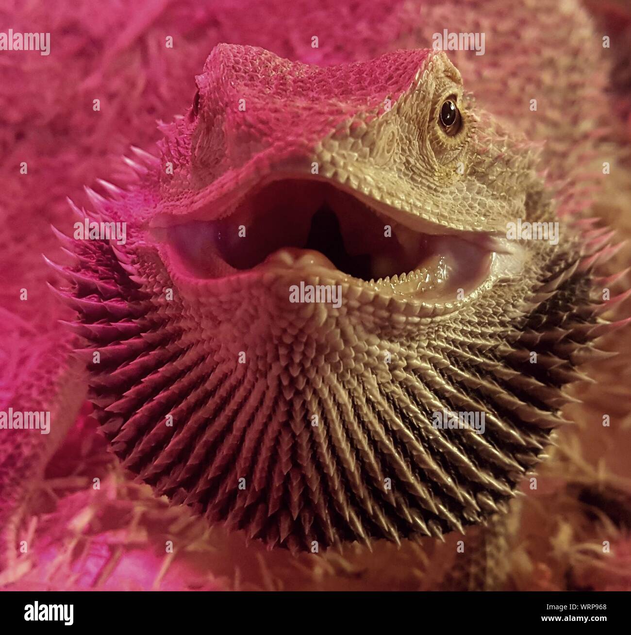 Angry head lizard hi-res stock photography and images - Alamy