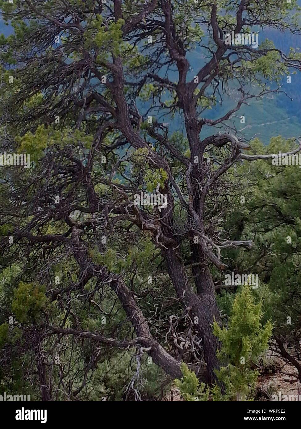 Bending tree hi-res stock photography and images - Alamy