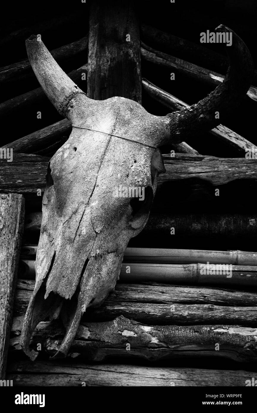 Cows skull Black and White Stock Photos & Images - Alamy
