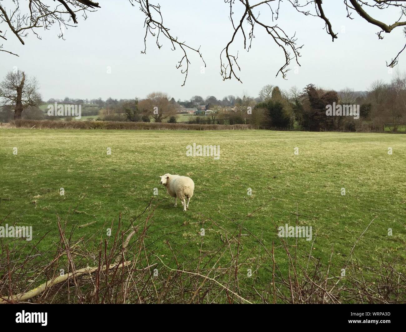 Single sheep hi-res stock photography and images - Alamy