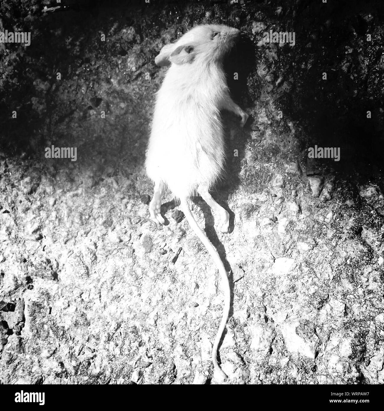 Mouse on the street hi-res stock photography and images - Alamy