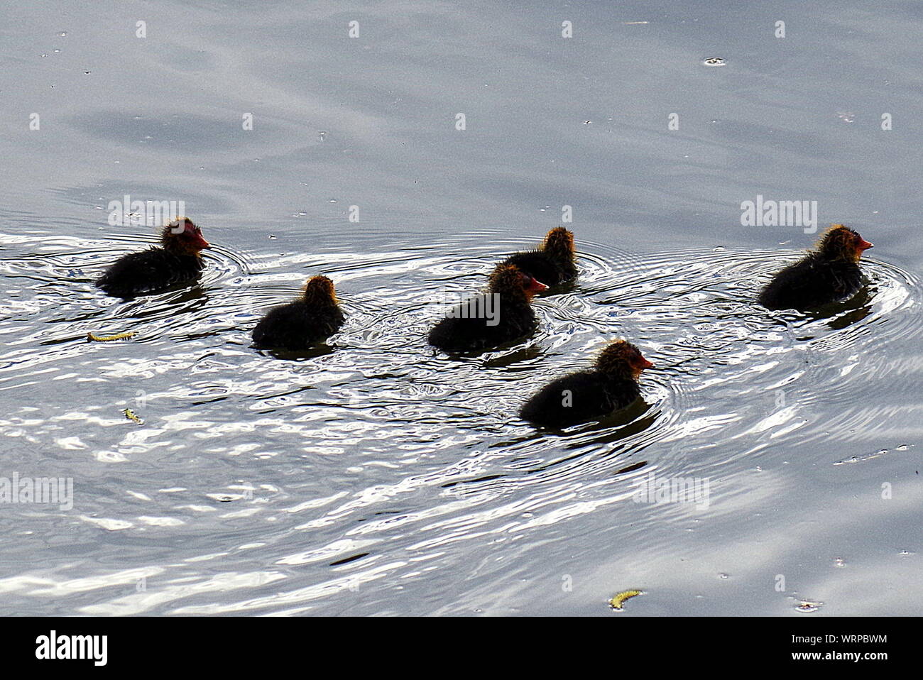 Ducklings flock hi-res stock photography and images - Alamy