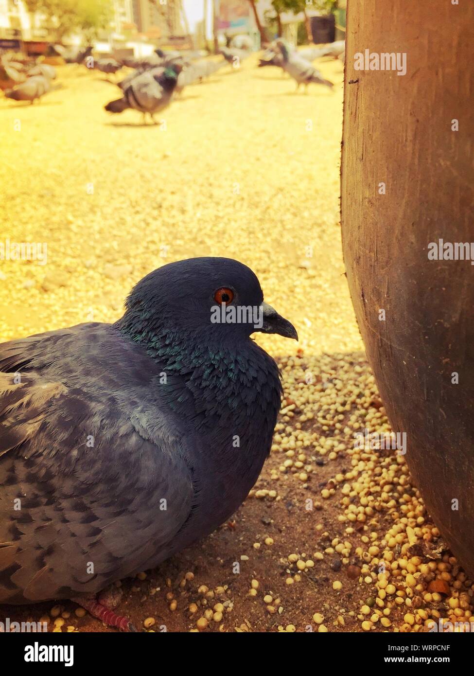 Pigeon Profile View High Resolution Stock Photography and Images - Alamy