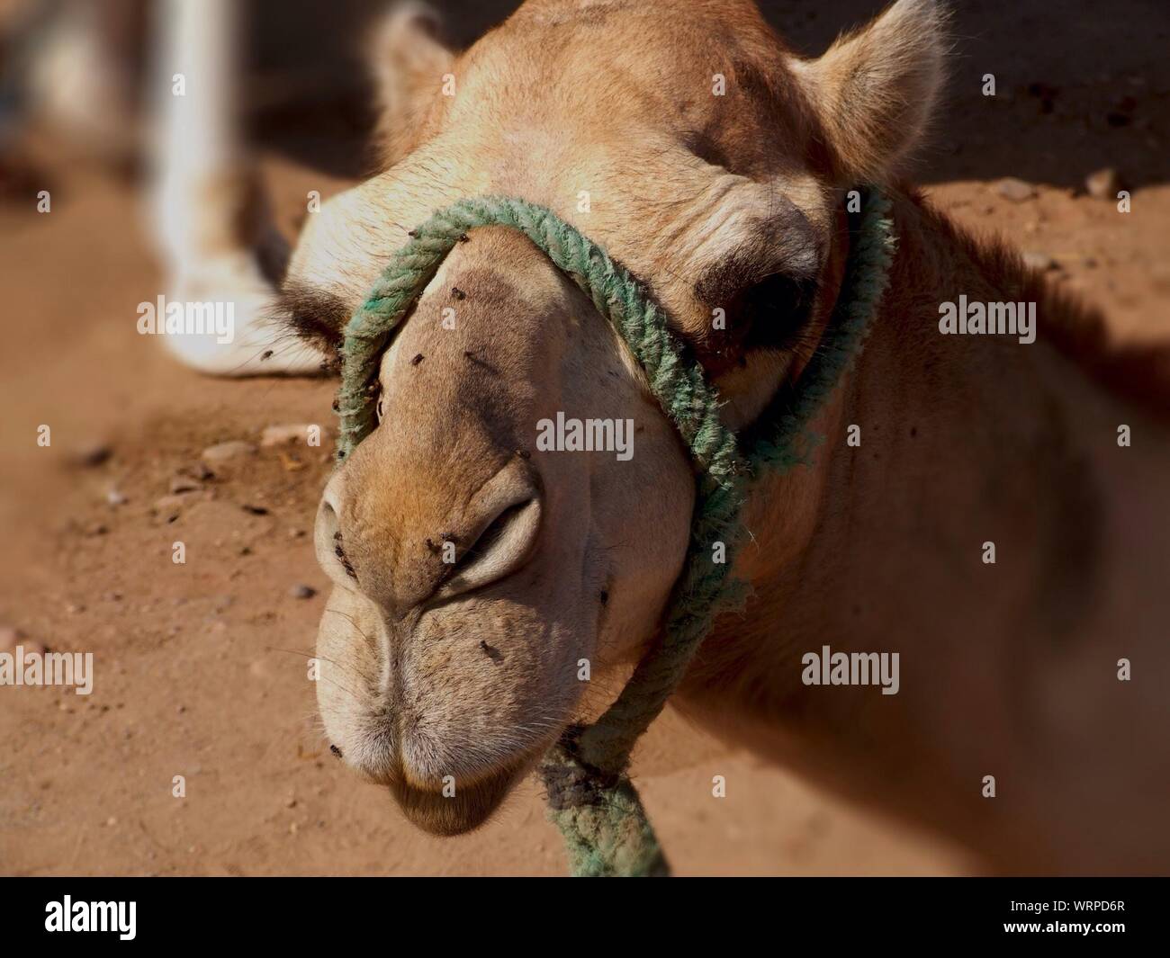 Camel Sitting Down High Resolution Stock Photography and Images - Alamy