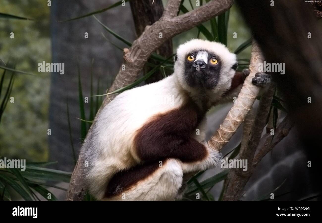 Indriidae High Resolution Stock Photography and Images - Alamy