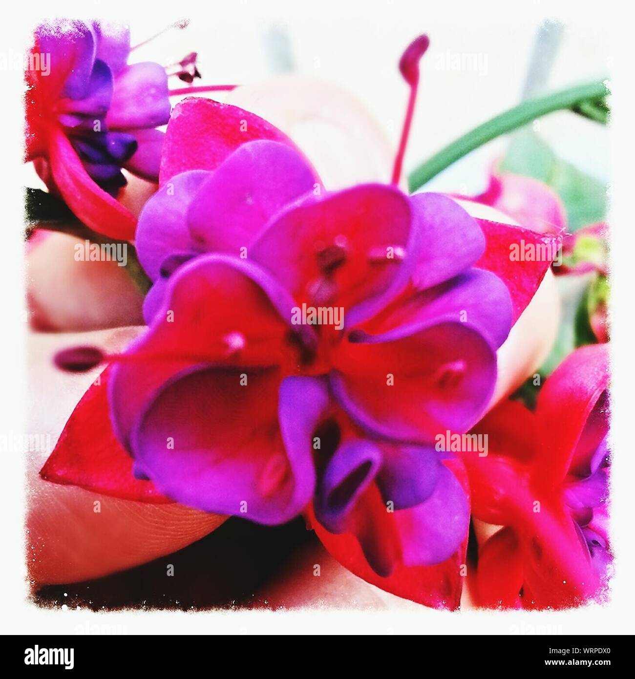 Purple and red flowers hi-res stock photography and images - Alamy