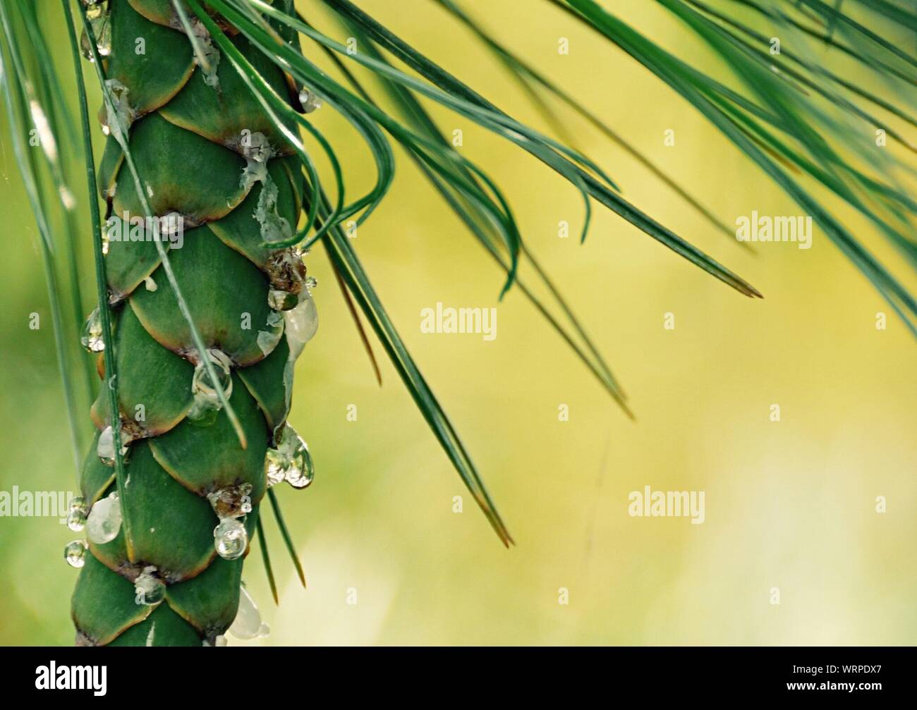 Tree sap on pine tree hi-res stock photography and images - Alamy