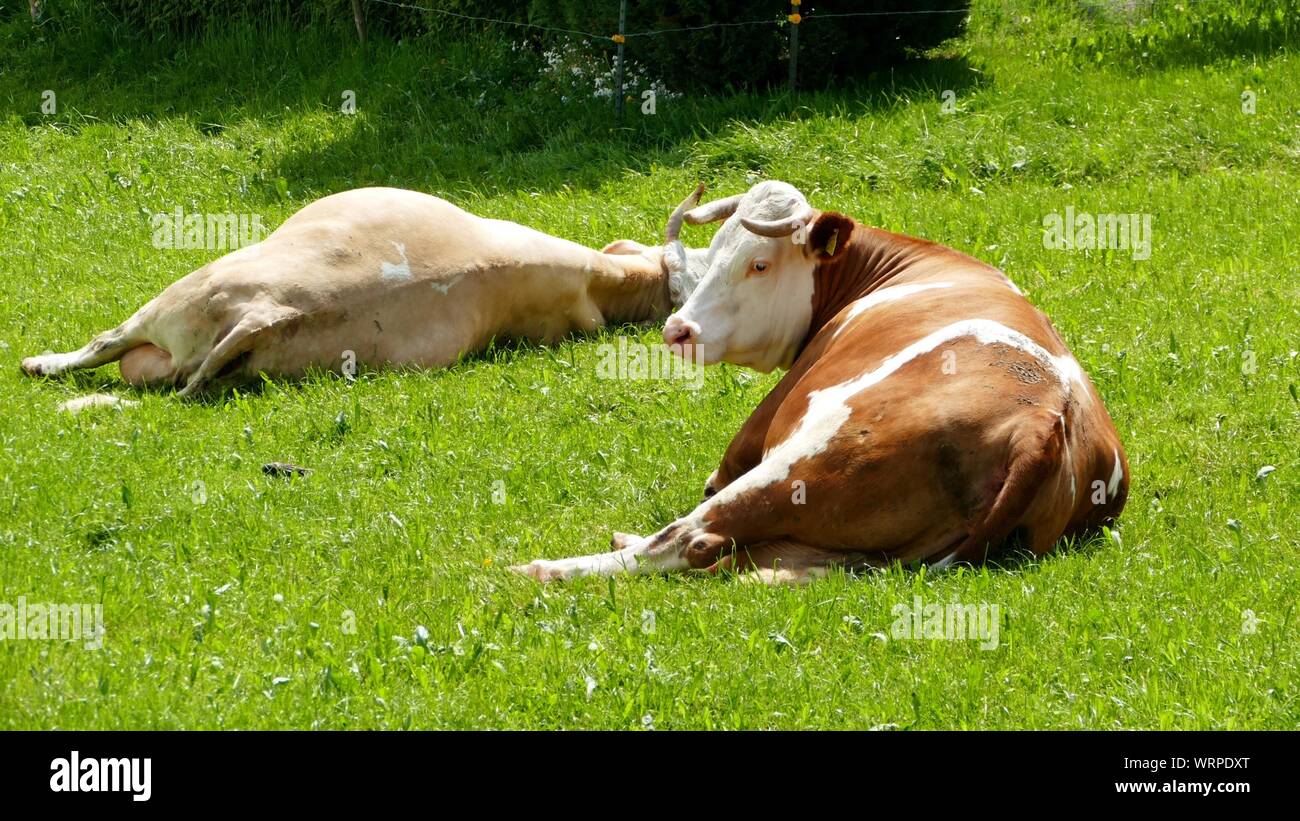Two cows lying hi-res stock photography and images - Alamy
