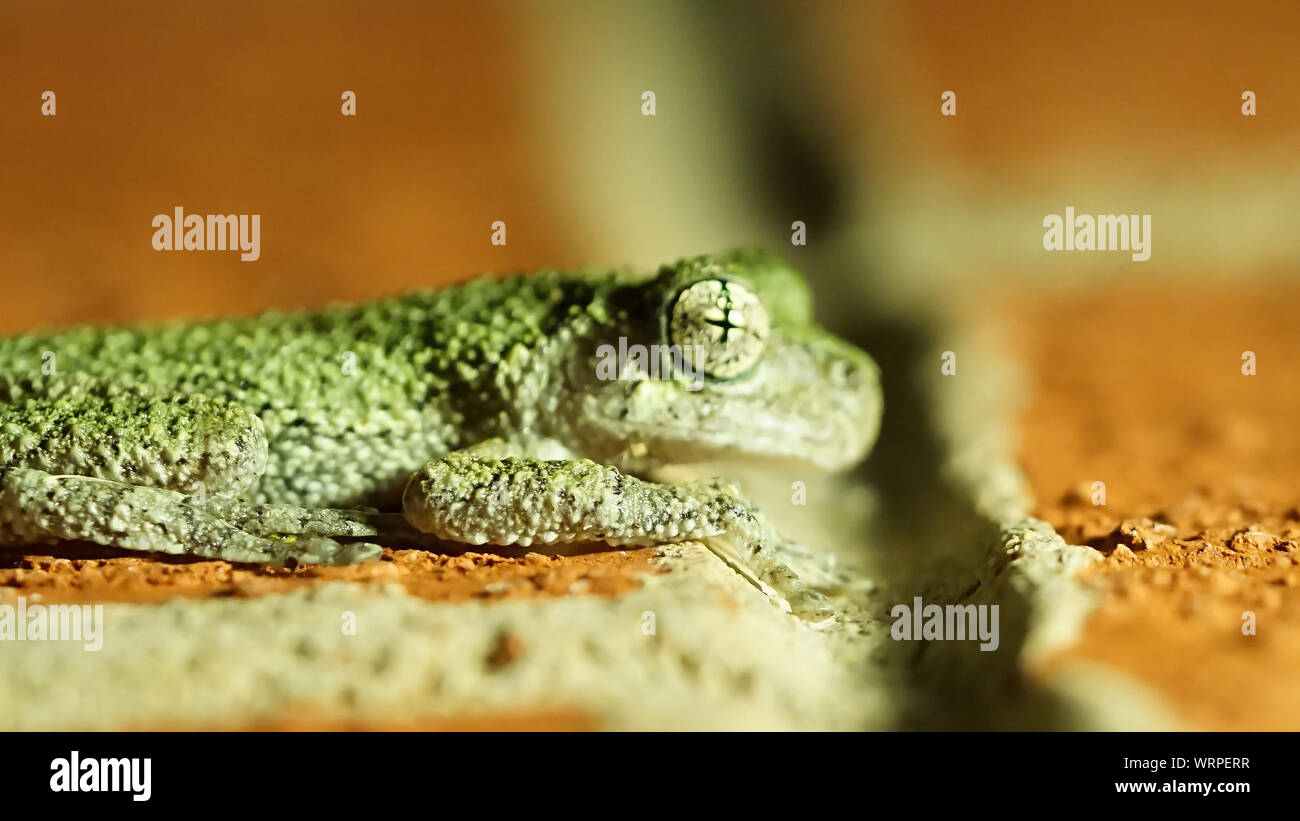 Frog close up skin hi-res stock photography and images - Alamy