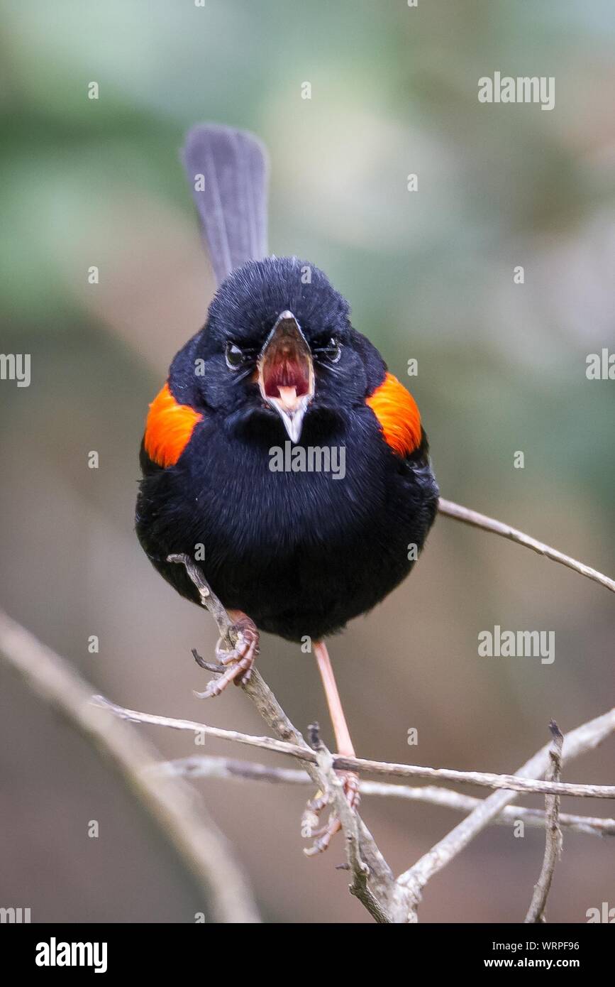 Bird stick mouth hi-res stock photography and images - Alamy