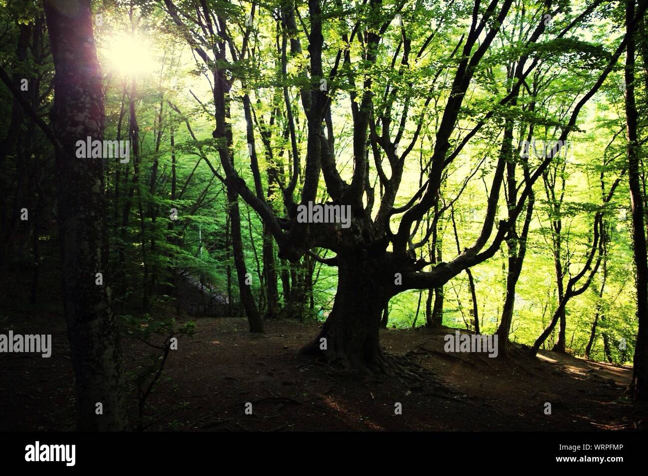 Idyllic forest hi-res stock photography and images - Alamy