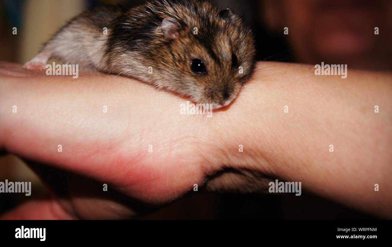 Hand holding hamster hi-res stock photography and images - Alamy