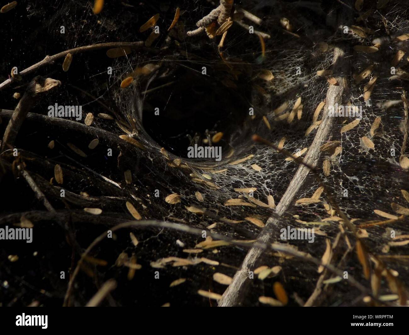 Close up spider nest hi-res stock photography and images - Alamy