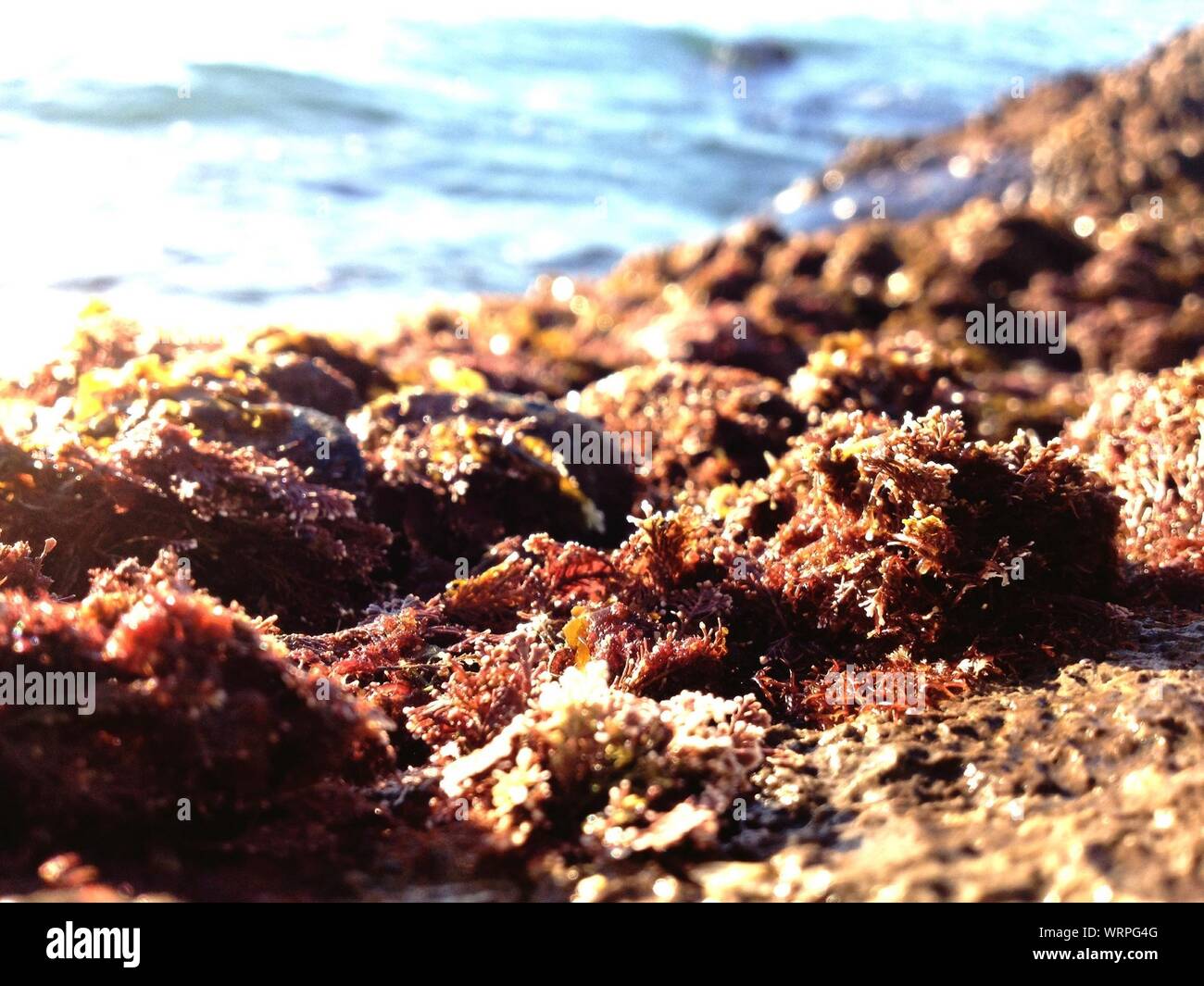 Seaweed and sunlight on water hi-res stock photography and images - Alamy