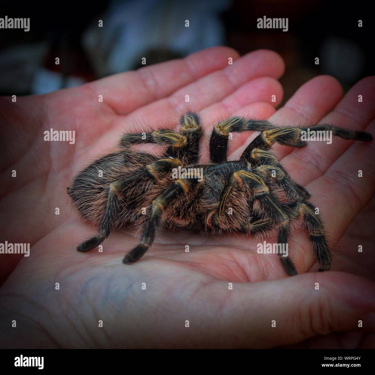 Close-up Of Hands Holding Spider Stock Photo - Alamy