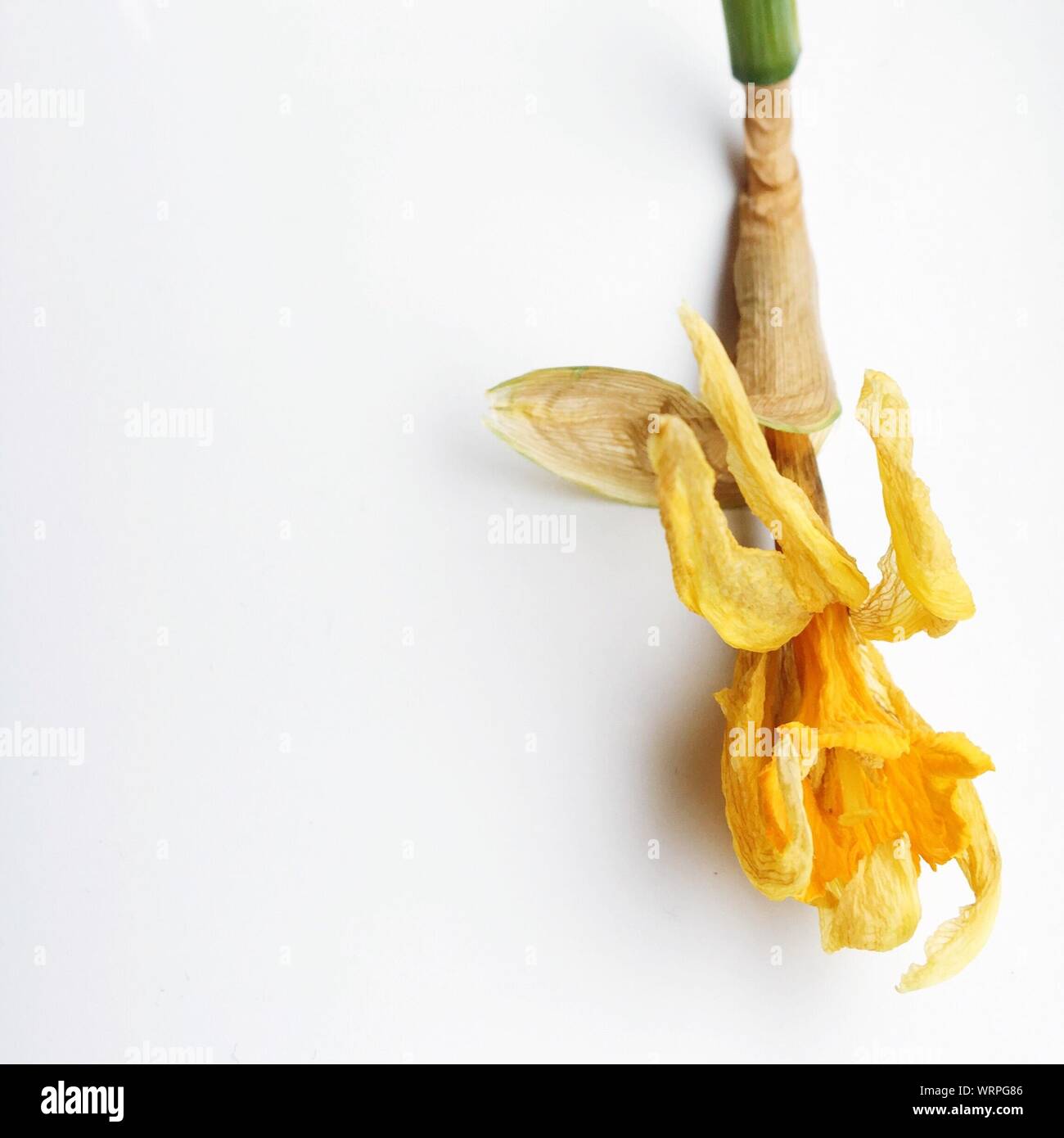 Dead daffodil head hi-res stock photography and images - Alamy