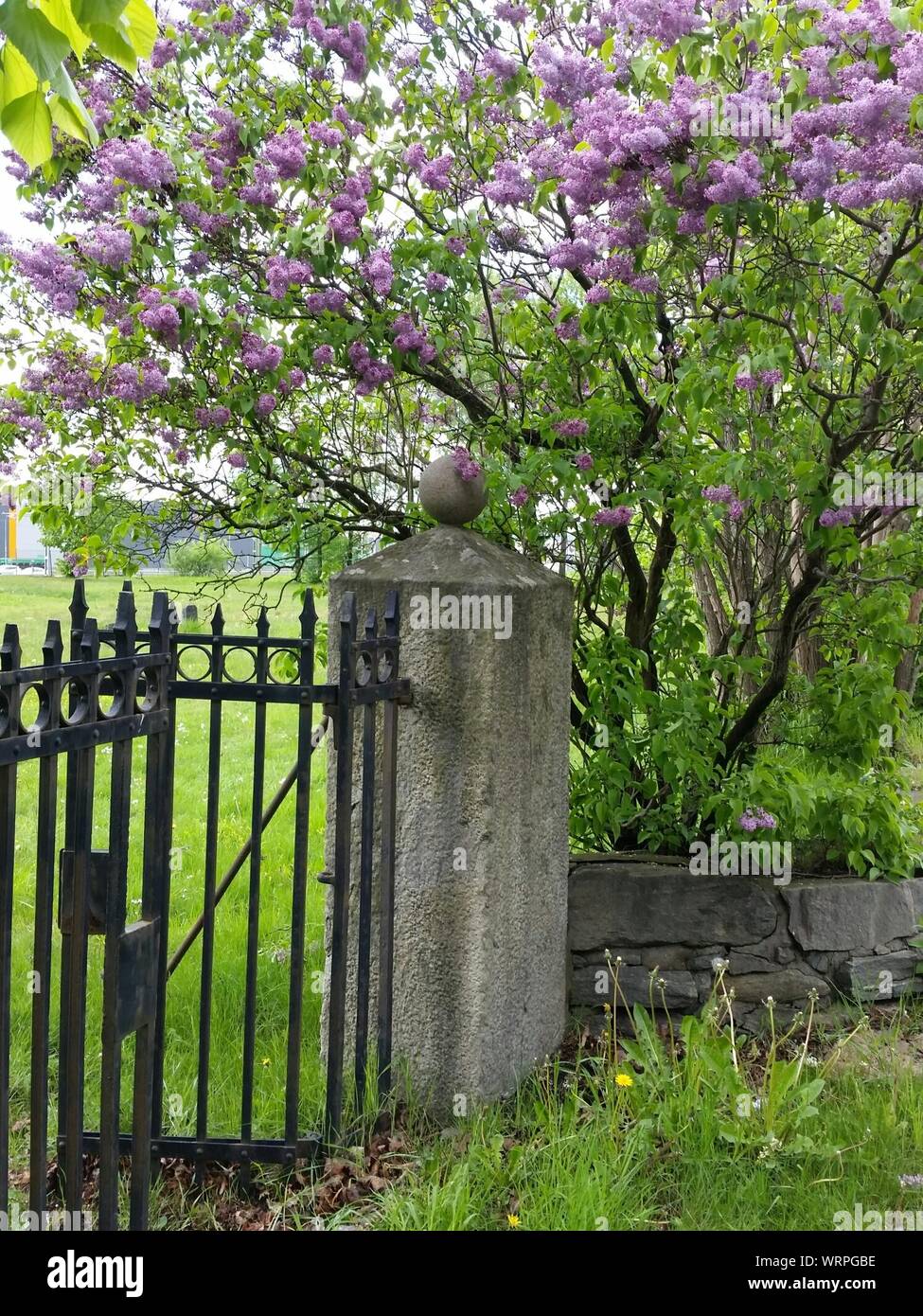 Tree gate hi-res stock photography and images - Alamy