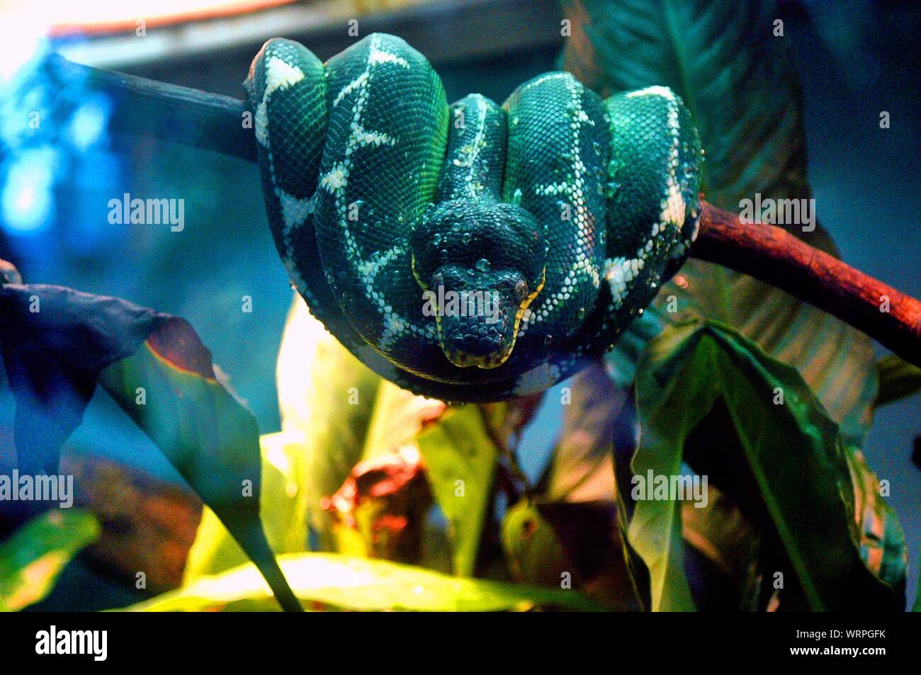 Plant in aquarium hi-res stock photography and images - Alamy