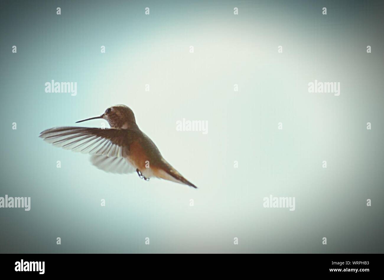 Hummingbird flying sky hi-res stock photography and images - Alamy