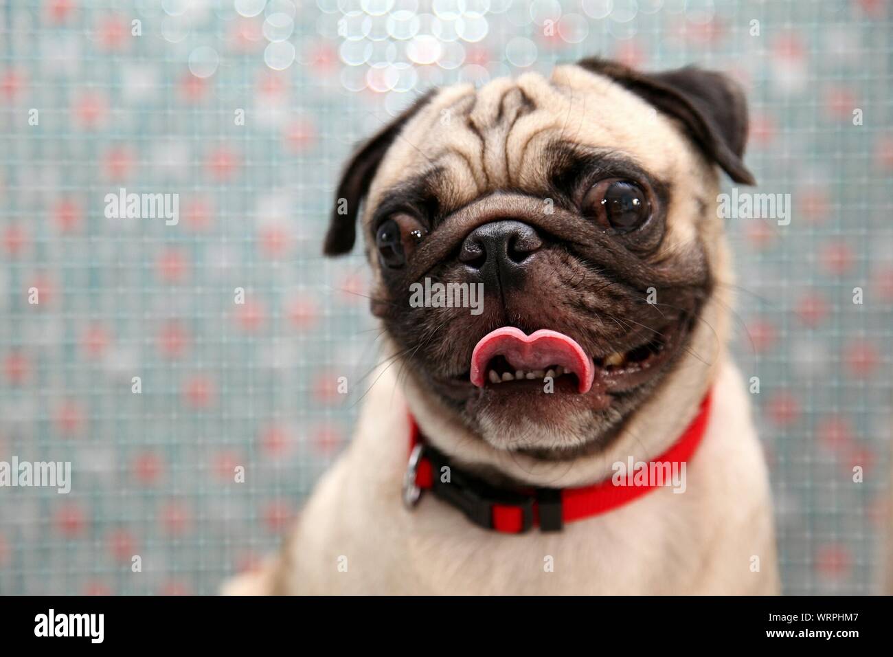 Tongue Out Pug High Resolution Stock Photography and Images - Alamy