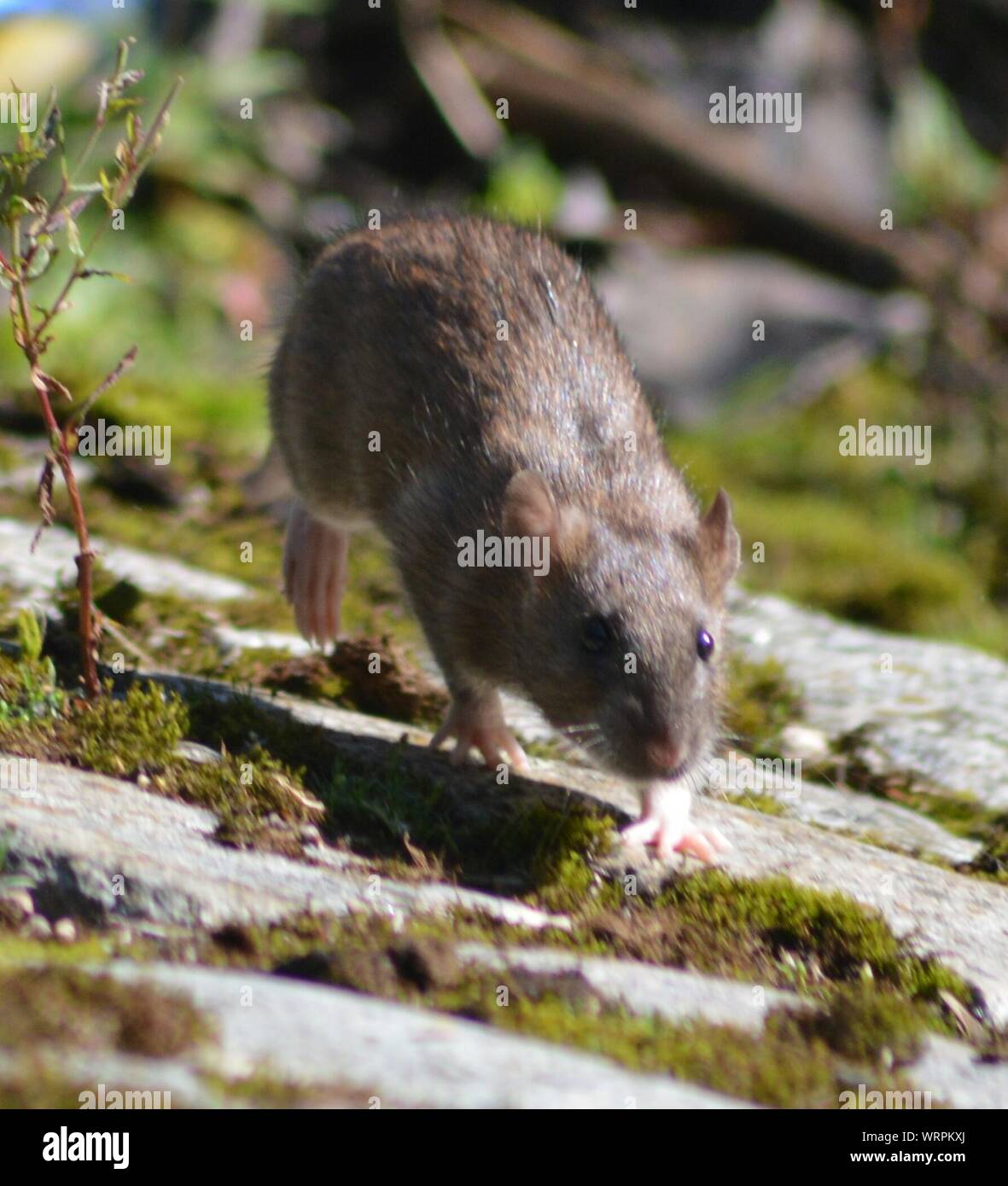 Brown Field Mouse High Resolution Stock Photography and Images - Alamy