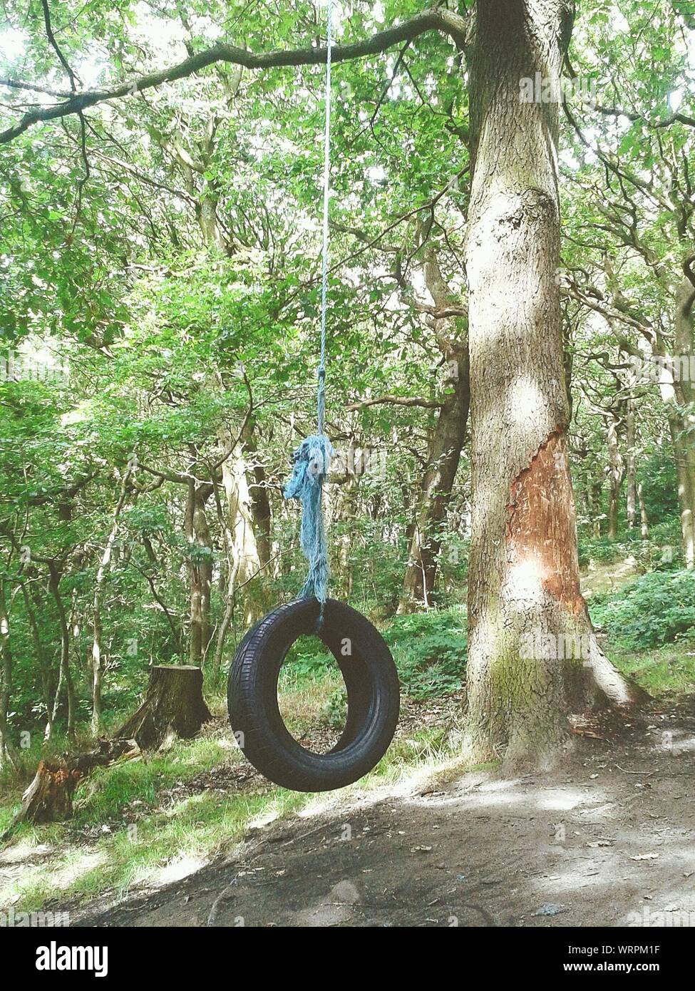 Tire swing is hanging to tree hi-res stock photography and images - Alamy