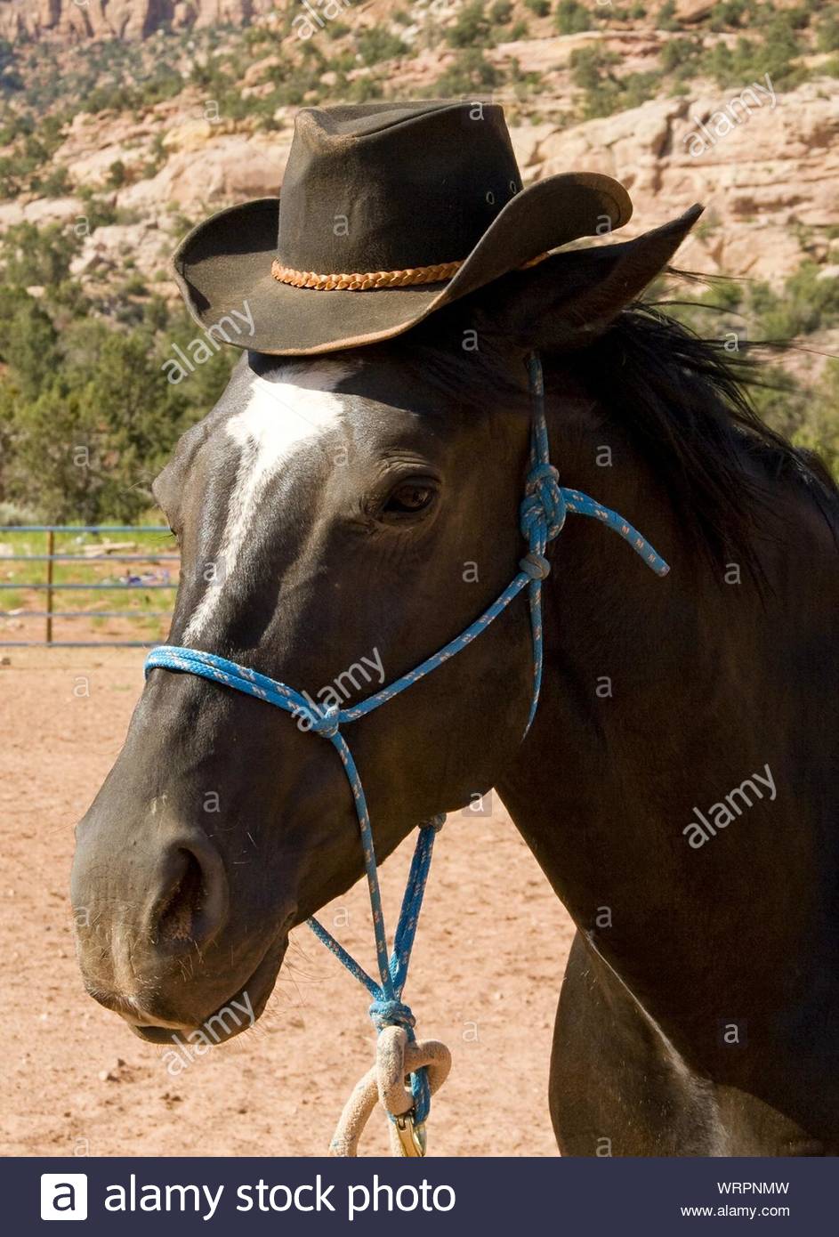 Horse Wearing Hat High Resolution Stock Photography and Images - Alamy