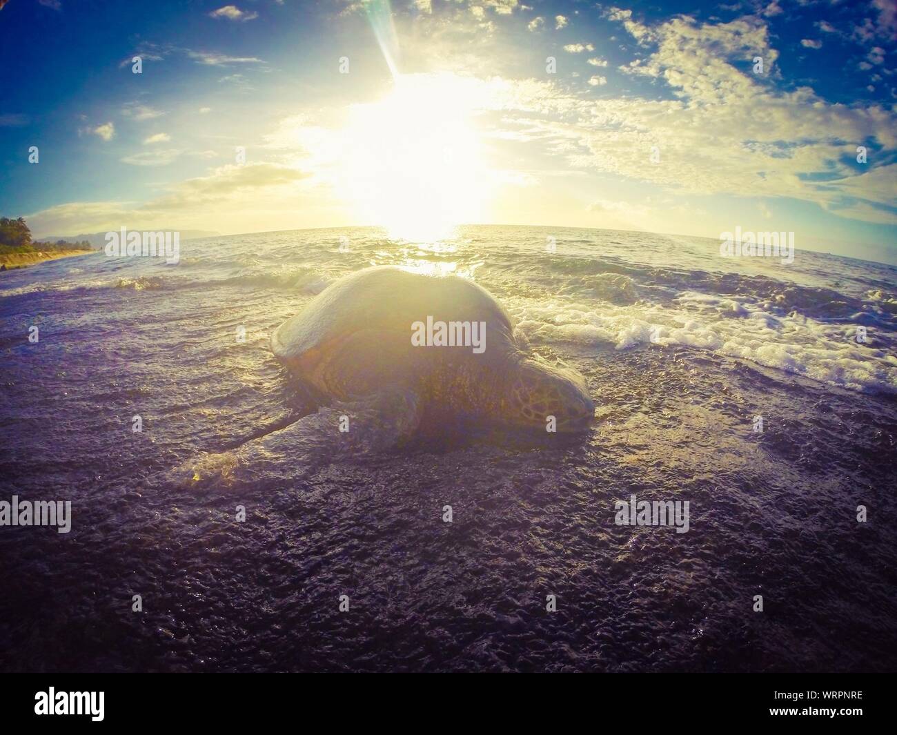 Turtle on its back hi-res stock photography and images - Alamy