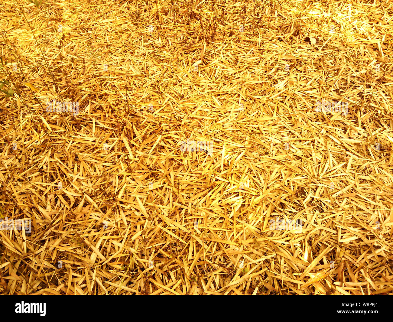 Large wood chips hi-res stock photography and images - Alamy