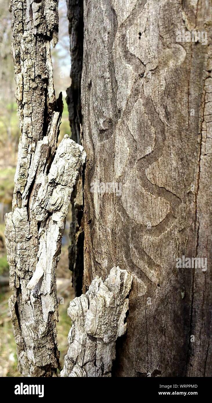 Woodworm hi-res stock photography and images - Alamy