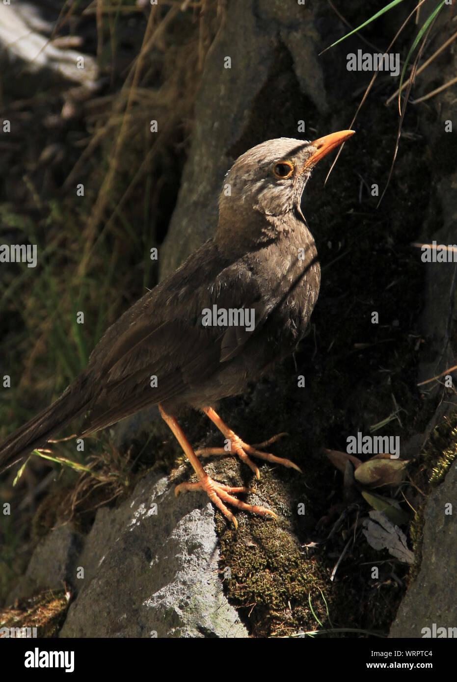Looking up at the forest hi-res stock photography and images - Alamy