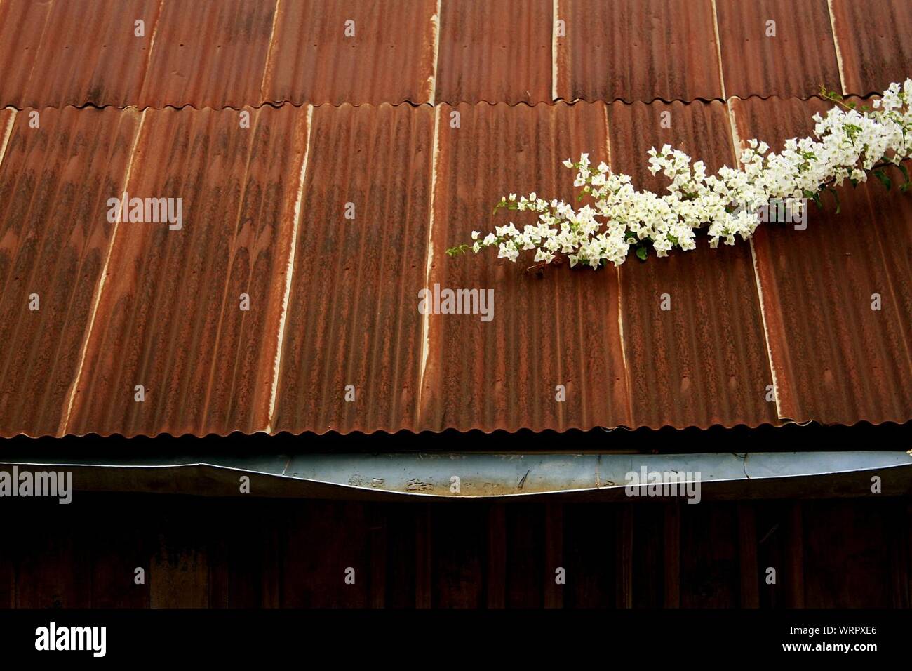 Flowers on roof hi-res stock photography and images - Alamy