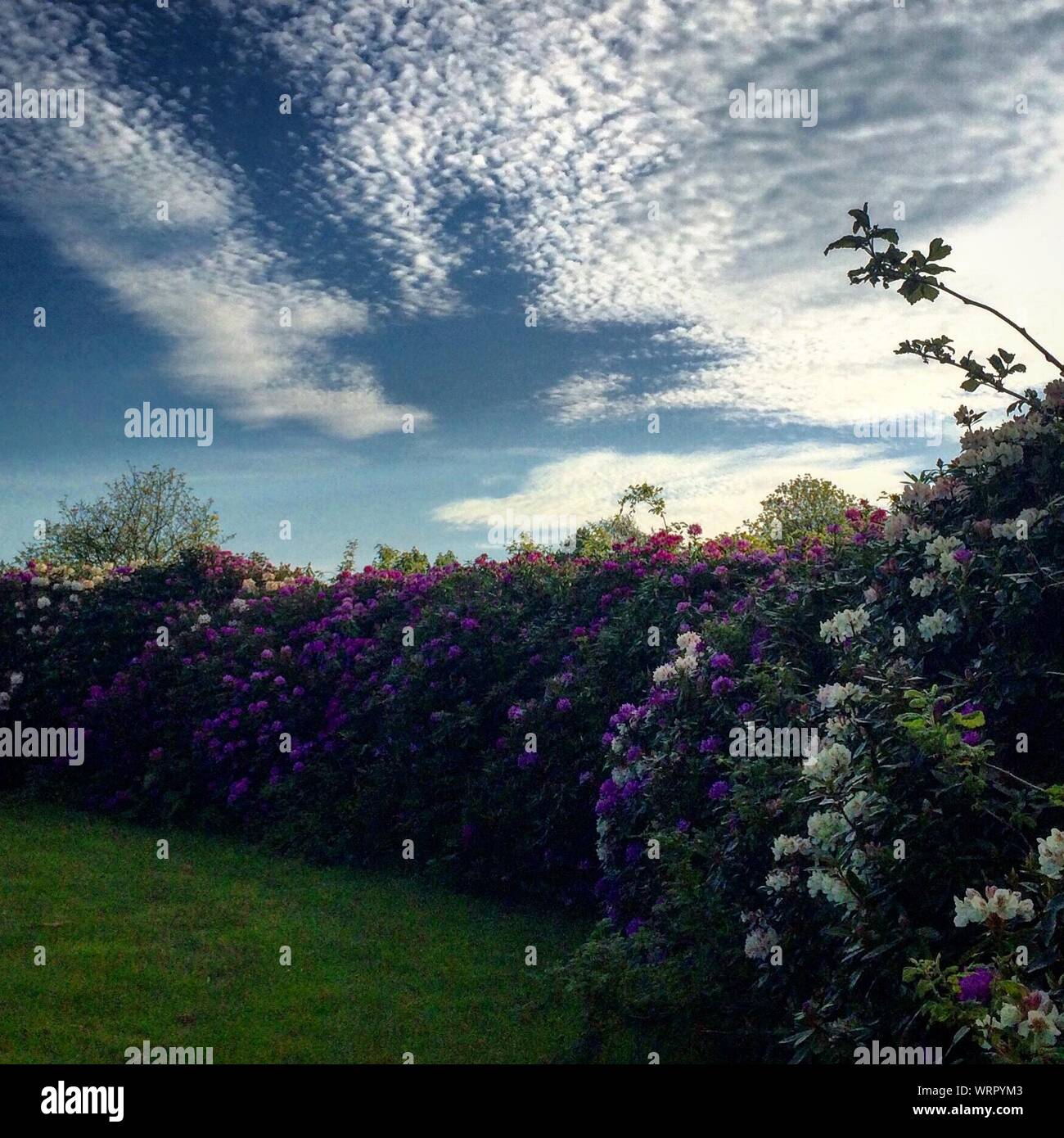 Rhododendron park hi-res stock photography and images - Alamy