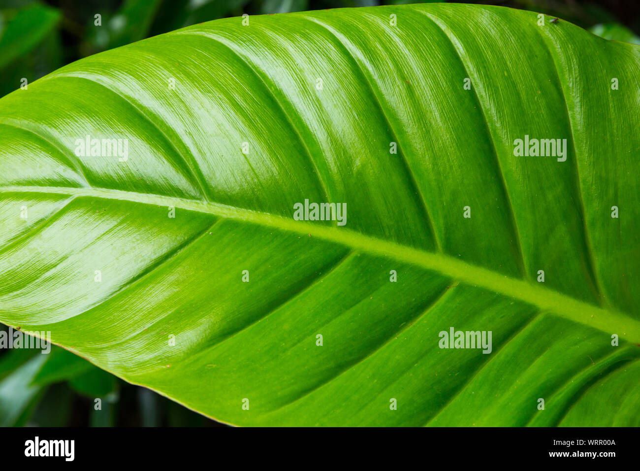 Green leaf texture background, Green leaf pattern, Close up Stock Photo ...