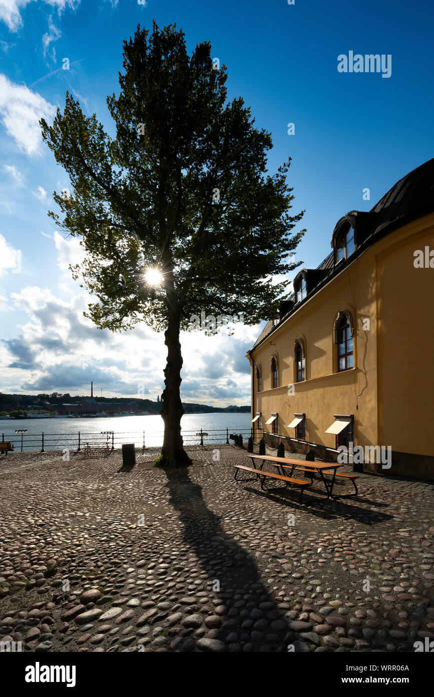 Stockholm, Sweden. September 2019. the sun in the branches of a tree in ...
