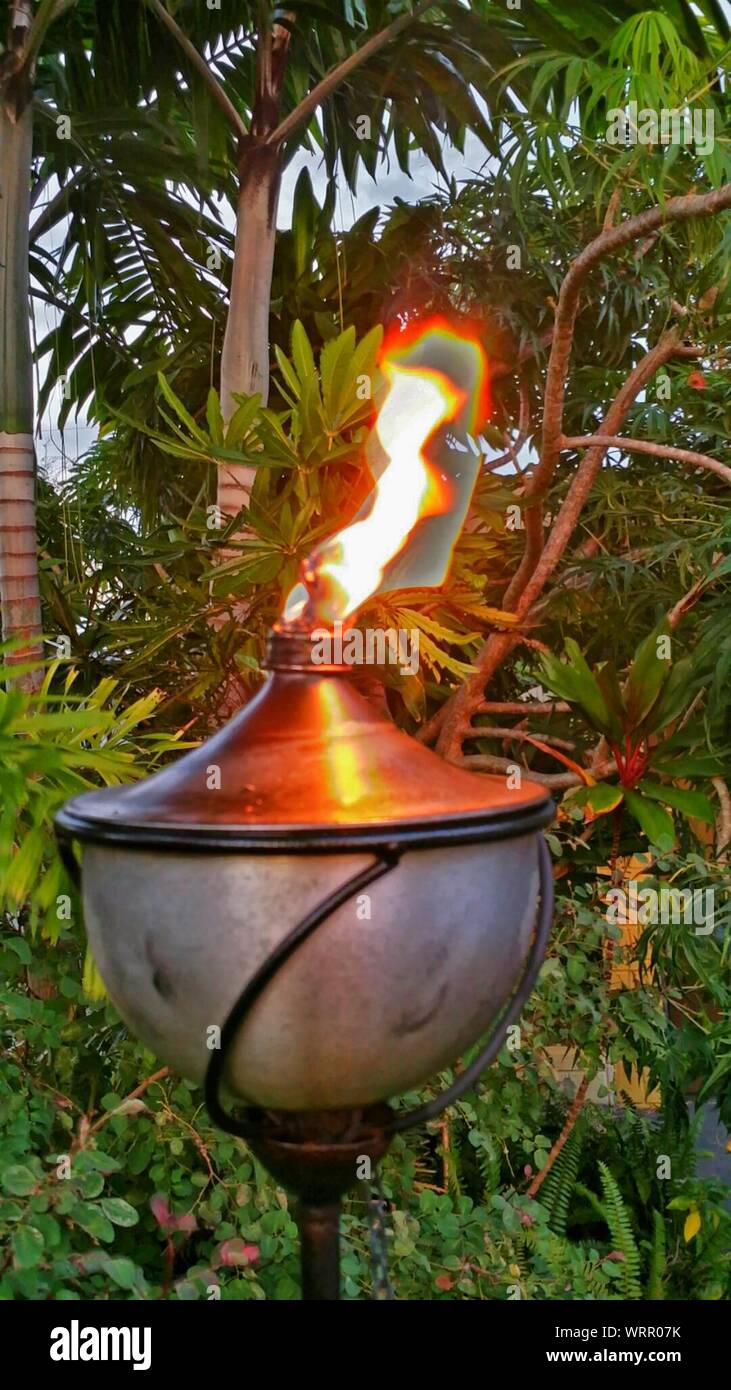 Flame trees hi-res stock photography and images - Alamy