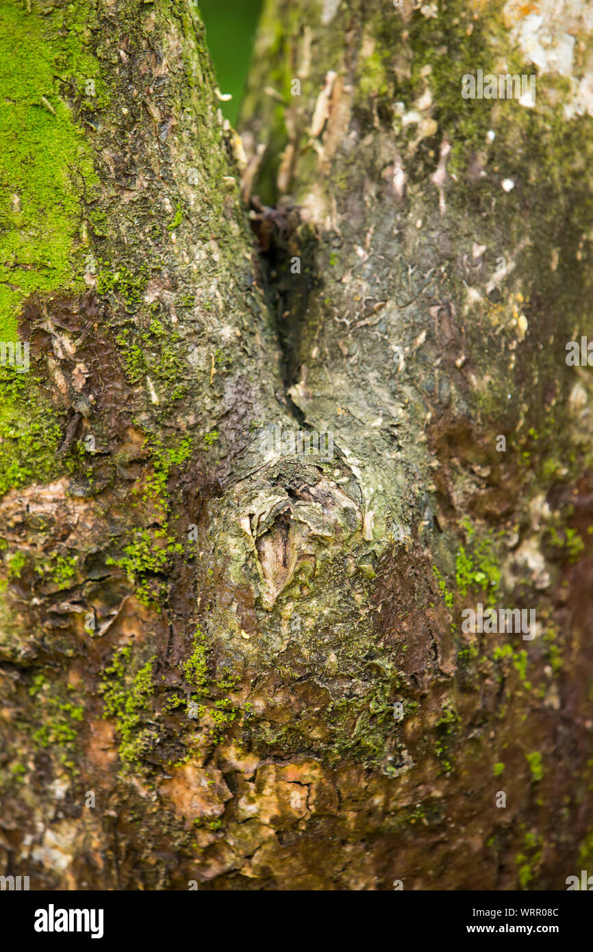 Moss on tree trunk, Moss texture background Stock Photo - Alamy