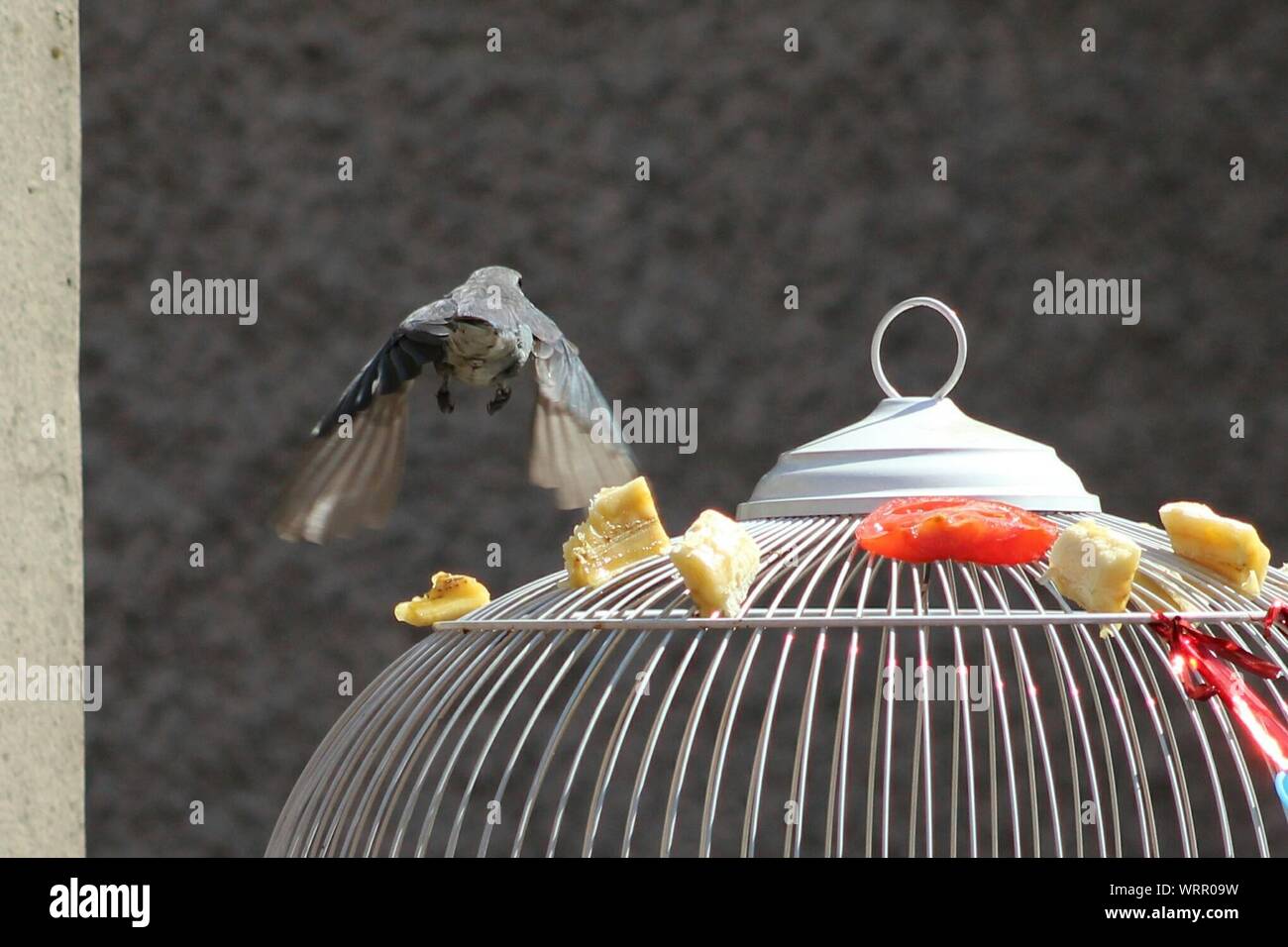 Bird Flying Cage High Resolution Stock Photography and Images - Alamy