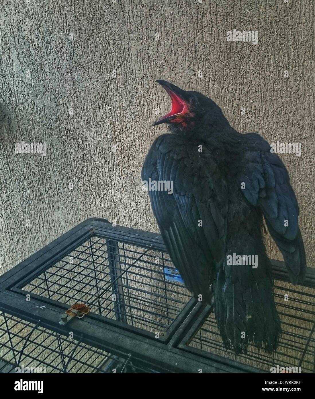 Raven With Open Mouth High Resolution Stock Photography and Images - Alamy