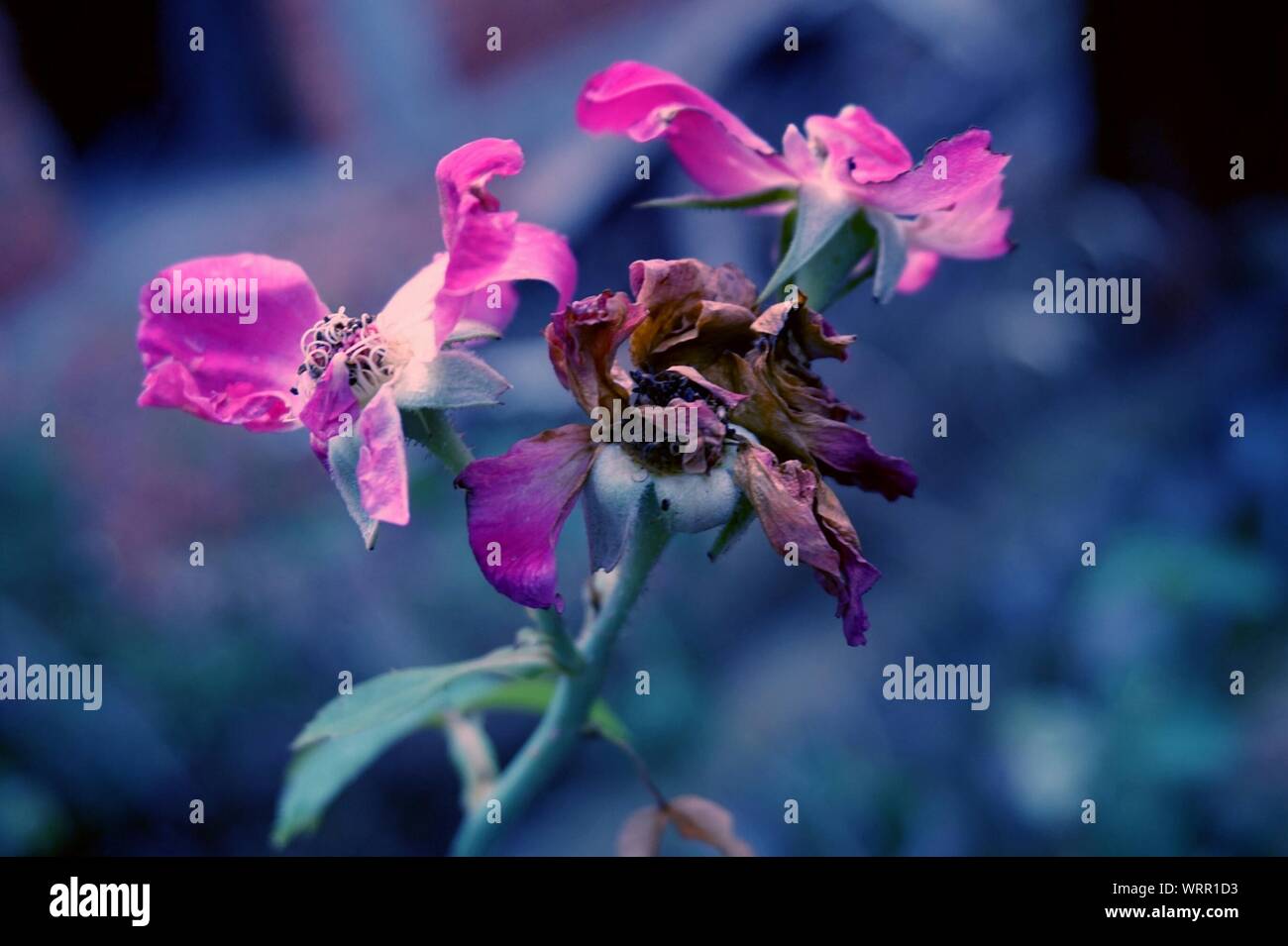 Dying Flowers High Resolution Stock Photography and Images - Alamy