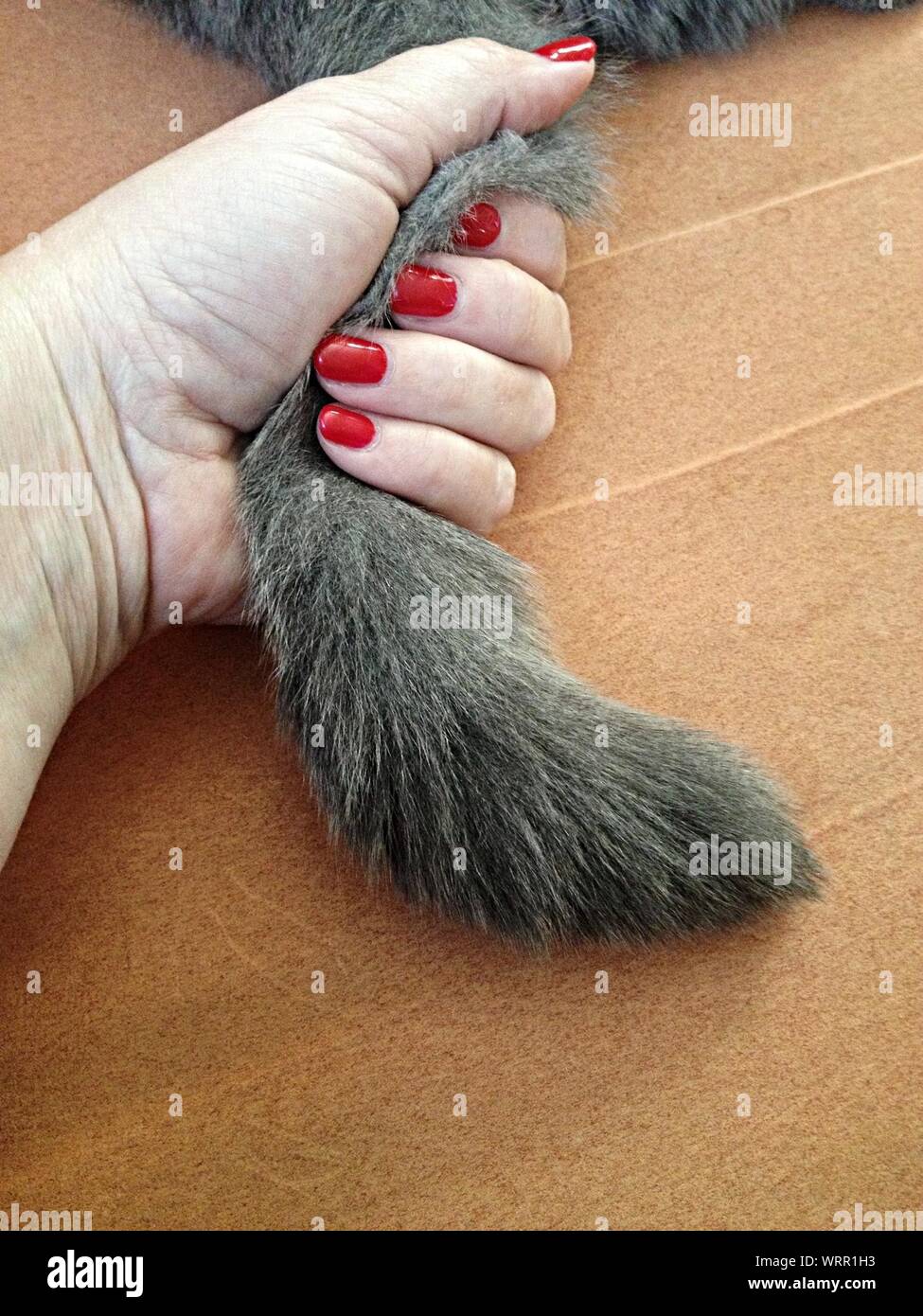 Woman tail hi-res stock photography and images - Alamy