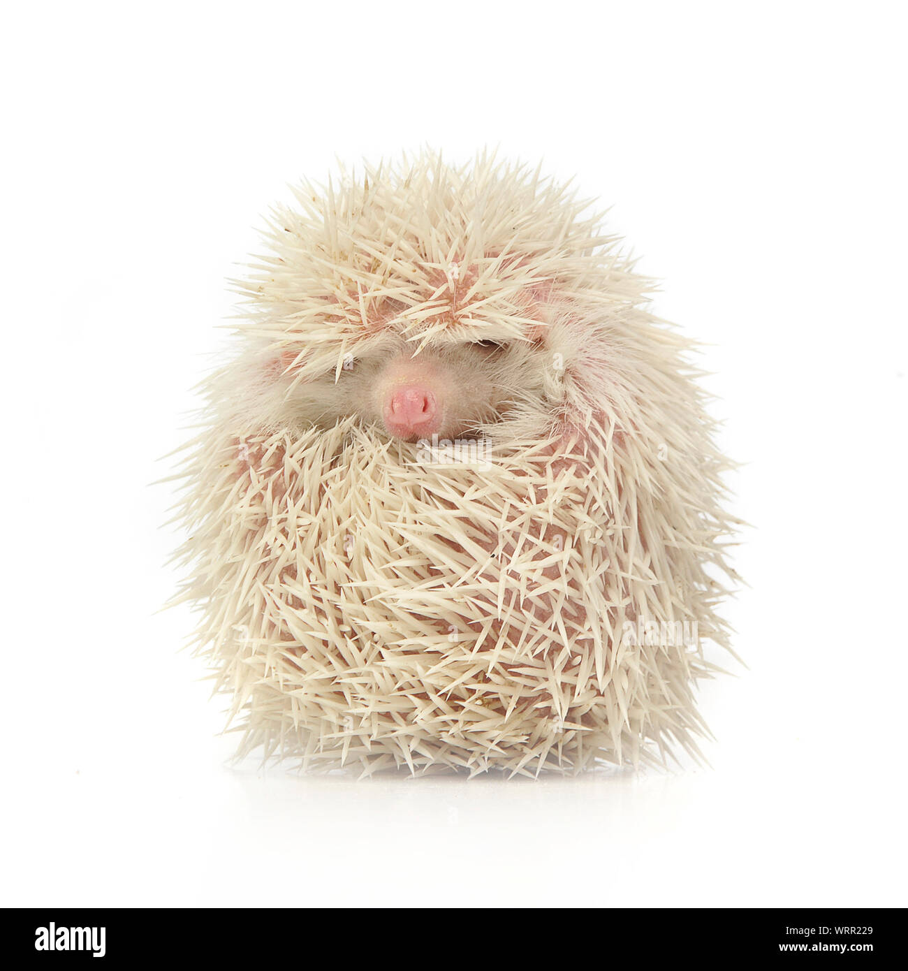 Hedgehog Cut Out Stock Images & Pictures - Alamy