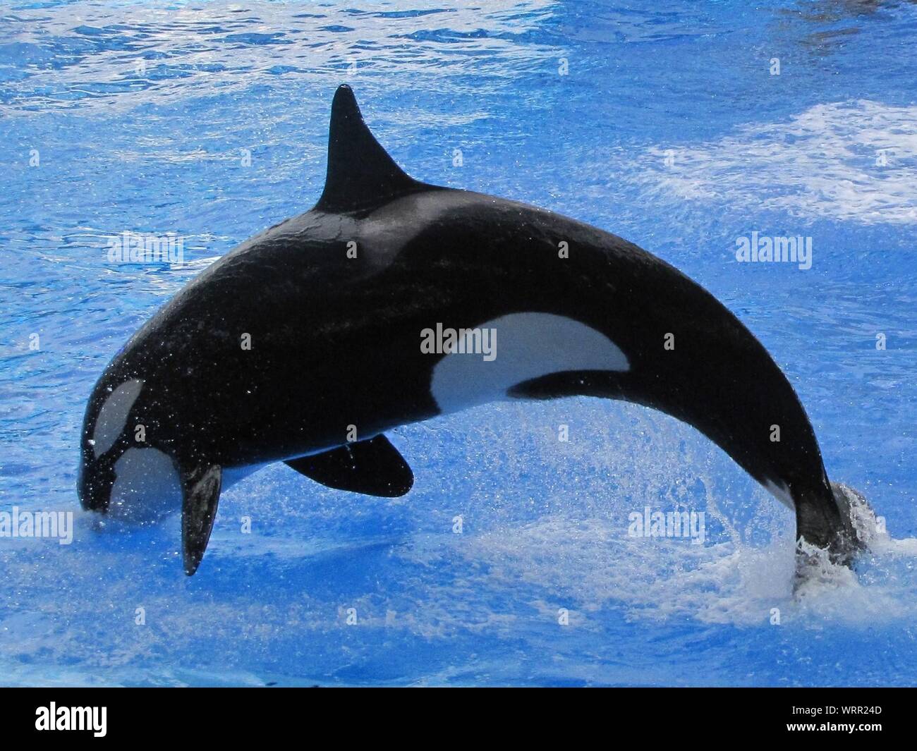 Tank killer hi-res stock photography and images - Alamy