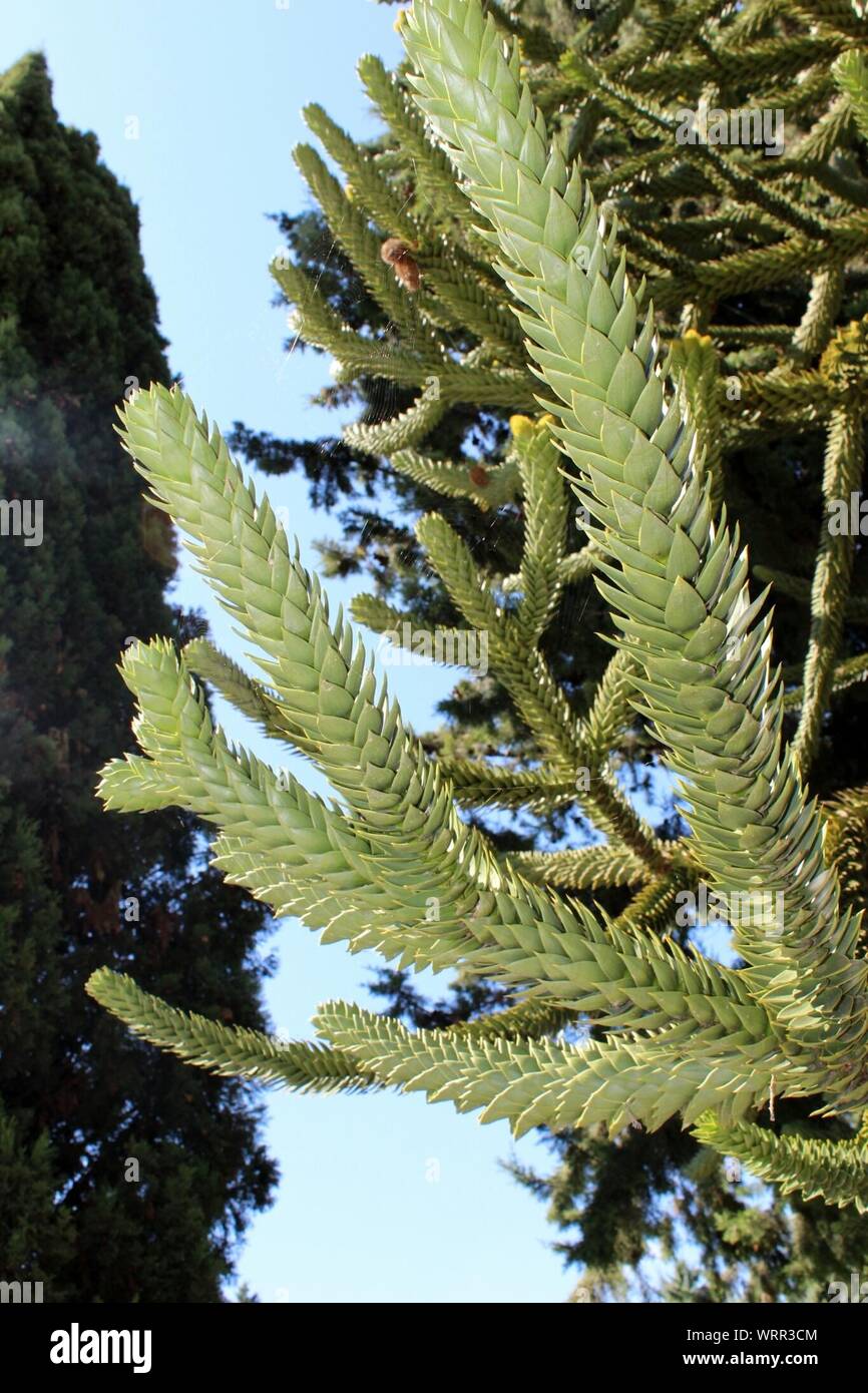 Monkey puzzle branch hi-res stock photography and images - Alamy