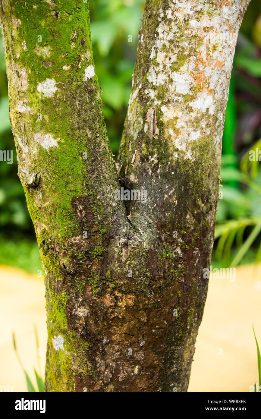 Moss on tree trunk, Moss texture background Stock Photo - Alamy