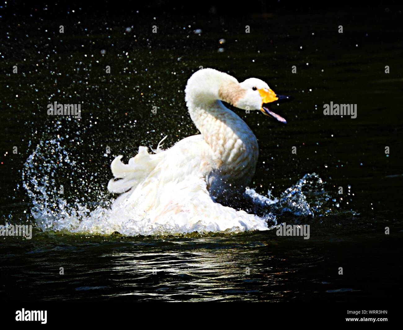 Splashing swan hi-res stock photography and images - Alamy