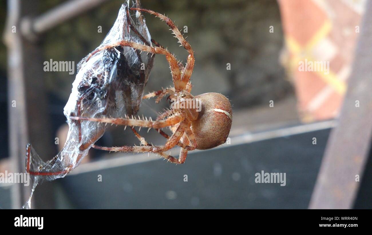 Attacking spider hi-res stock photography and images - Alamy
